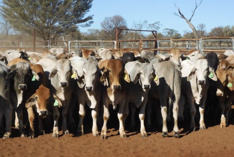 118 Brahman & Brahman Cross Steers | Adcock Partners Property & Livestock